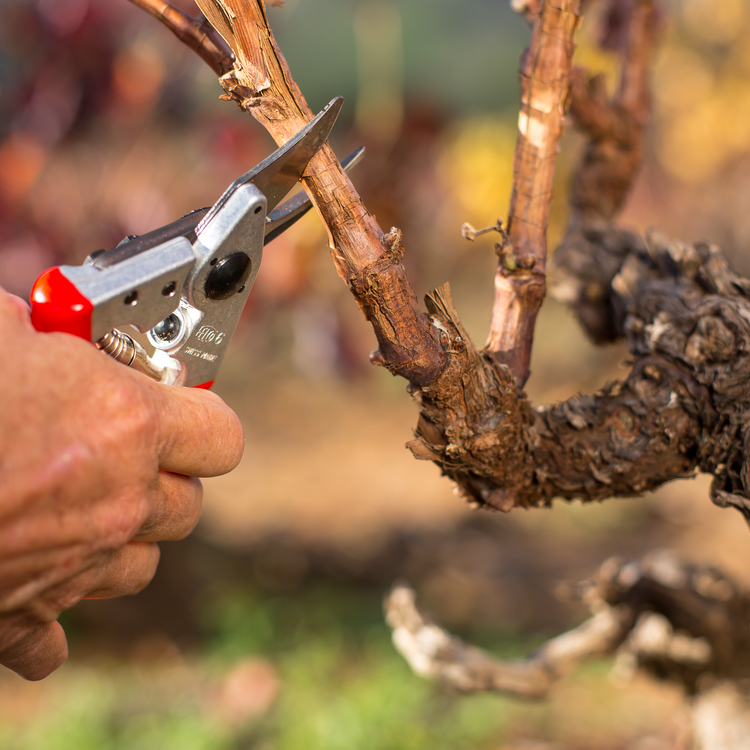 Pruning shears – FELCO Switzerland
